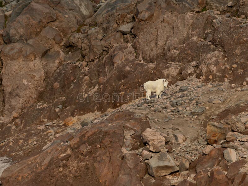 Mountain Goat Looks Back stock image. Image of animal - 175877047