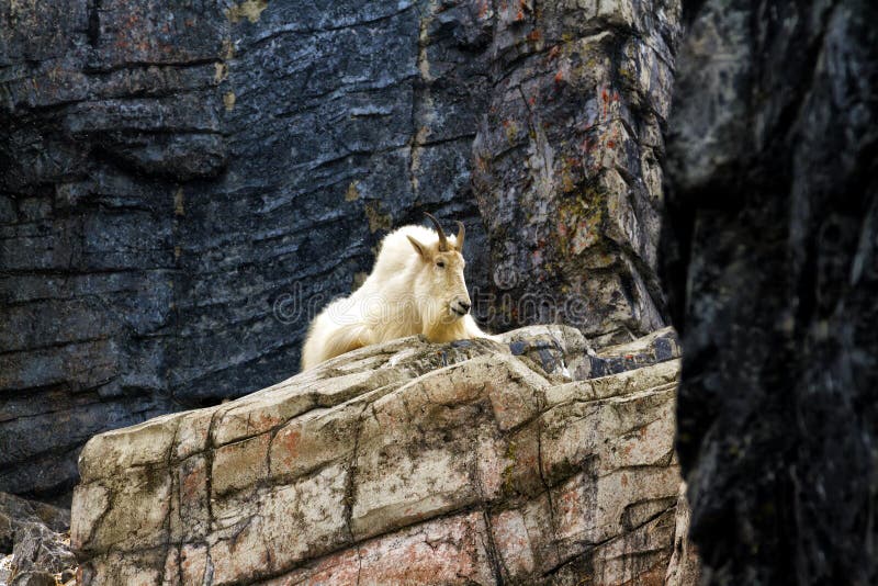 Mountain goat stock photo. Image of snowy, rocks, ledge - 40095860