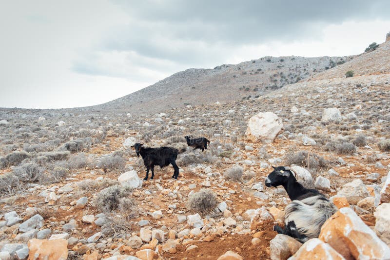 Mountain Goat in the Middle of Nature. Mountain Range, Crete Island ...