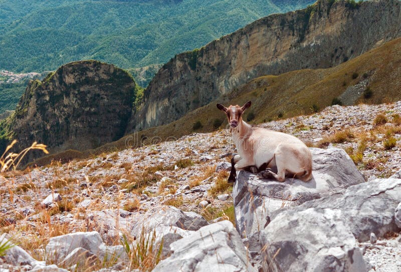 Mountain Goat in Natural Habitat Stock Photo - Image of mammal, face ...