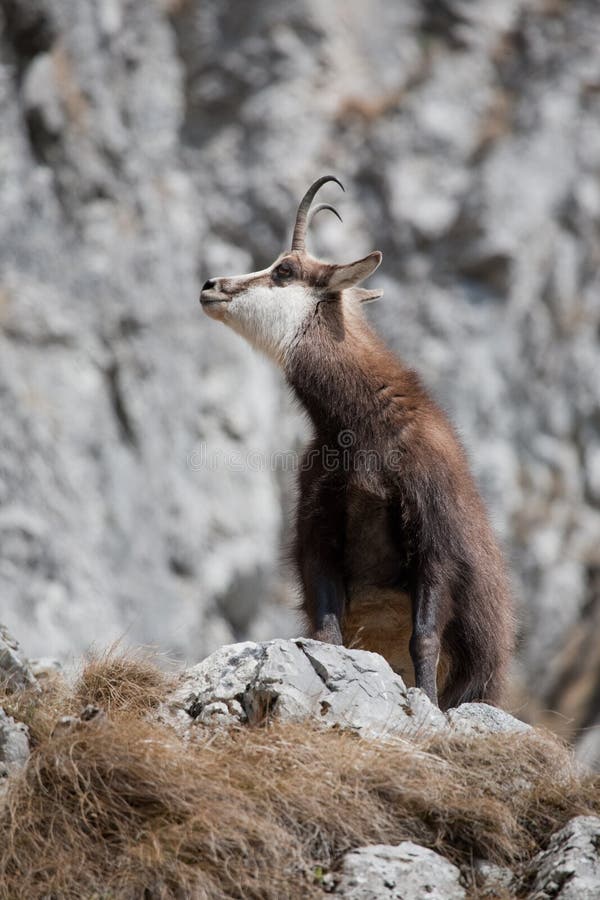 Mountain Goat in Natural Habitat Stock Image - Image of tatras, summer ...