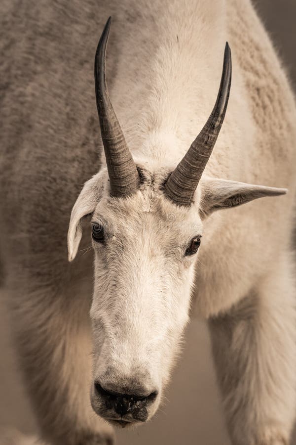 1,501 Close Up Mountain Goat Stock Photos - Free & Royalty-Free Stock ...