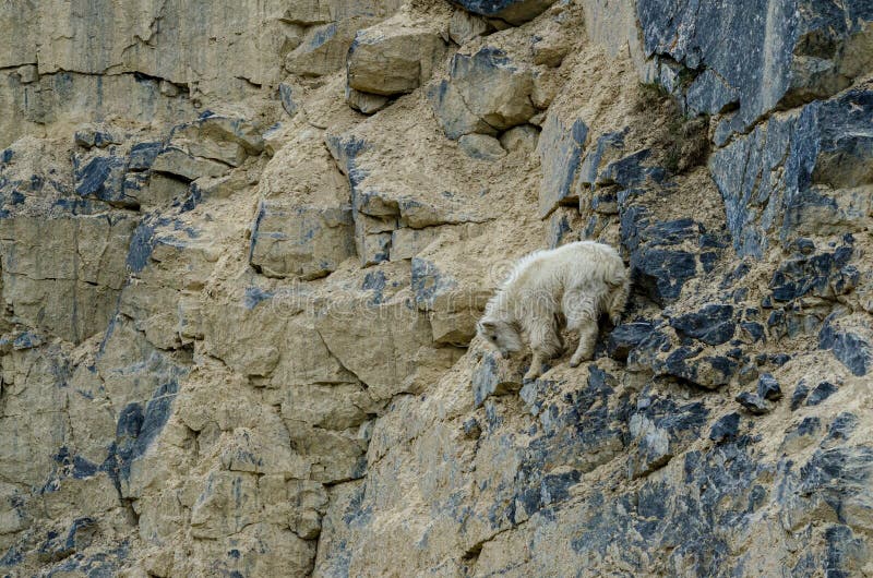 Mountain Goat Oreamnos Americanus Climbing on a Small Ledge Stock Image ...