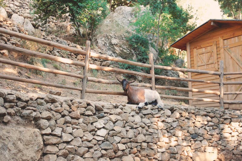 Mountain Goat in the Paddock. Stock Image - Image of mammal, corral ...