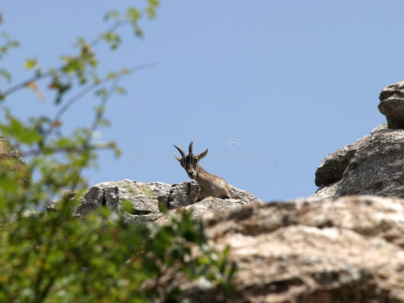 Mountain Goat Peeking Behind Some Rocks Stock Photo - Image of ...
