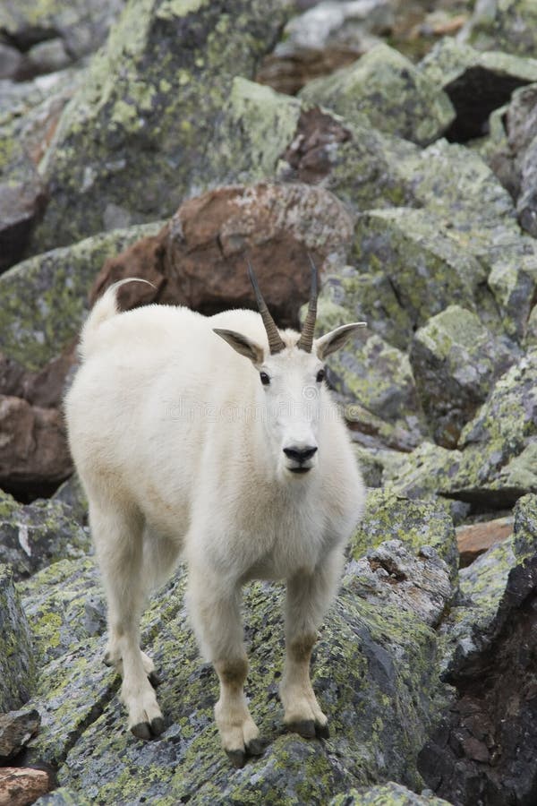 Mountain goat portrait stock photo. Image of tourism - 13682716