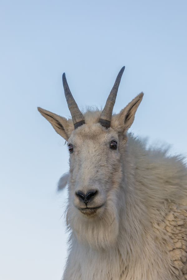Mountain Goat Portrait stock photo. Image of mountain - 95626534