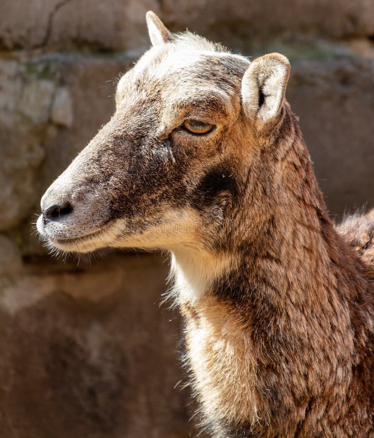 Mountain Goat Portrait in the Zoo. Close-up Stock Photo - Image of male ...