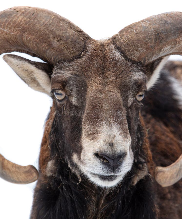 Mountain Goat Portrait in the Zoo on Snow Stock Image - Image of spiral ...