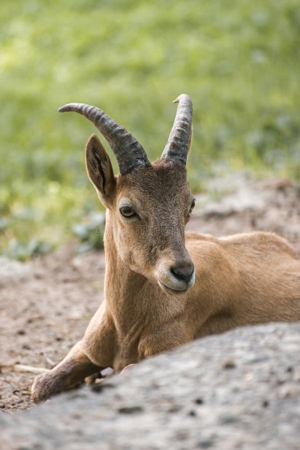 Mountain Goat Poses for the Camera Lying on the Ground. Stock Photo ...