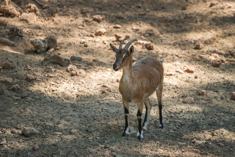 Mountain Goat Poses for the Camera Standing on the Ground. Stock Image ...