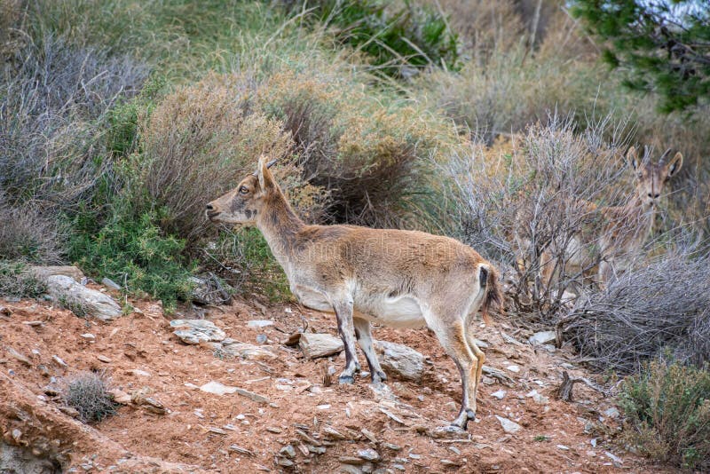 Mountain Goat or Pyrenean Capra Stock Photo - Image of park, female ...