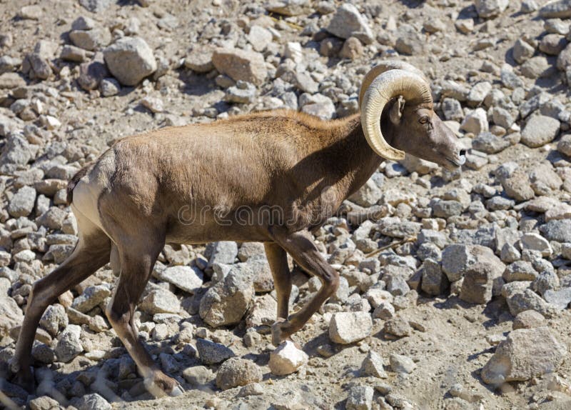 Mountain Goat Ram Walking stock image. Image of walking - 65600267