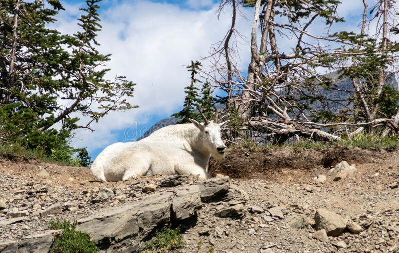 Mountain Goat Resting Alberta Canada Stock Photo - Image of hill ...