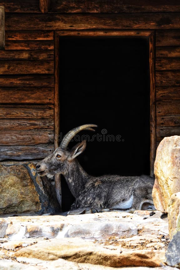Mountain Goat Resting by the Cabin Stock Photo - Image of bovine, wood ...
