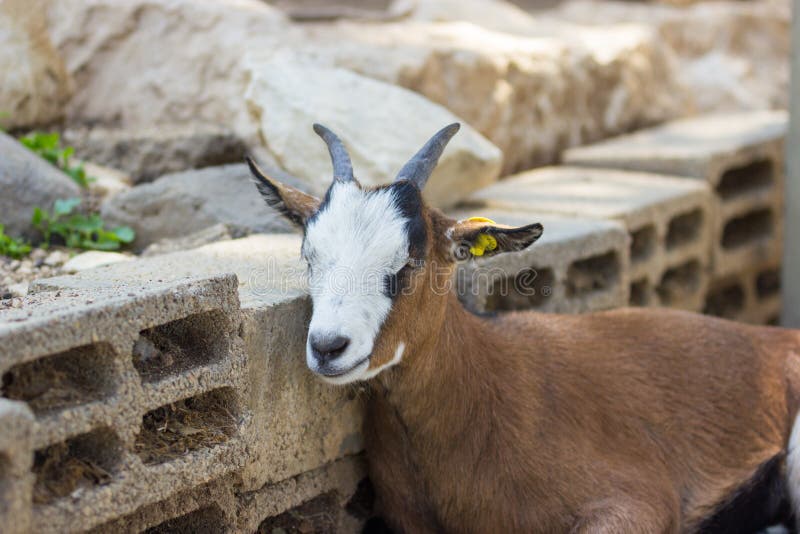 Mountain Goat Resting Leaning Against the Wall of Bricks Stock Image ...
