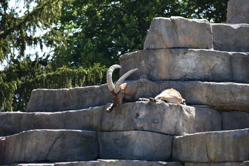 Big Brown Mountain Goat stock image. Image of stone, wild - 99896929