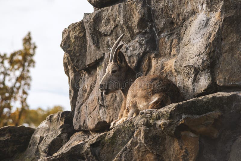 Mountain goat resting stock photo. Image of mountain - 238021624
