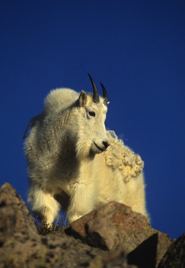 Mountain Goat on Rock stock image. Image of hunting, nature - 17612159