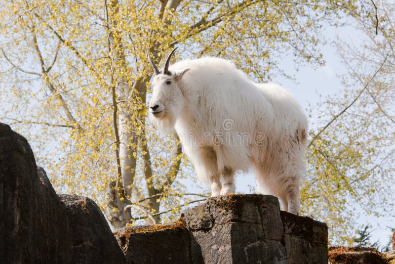 Mountain Goat on Rock stock photo. Image of goat, standing - 29267912