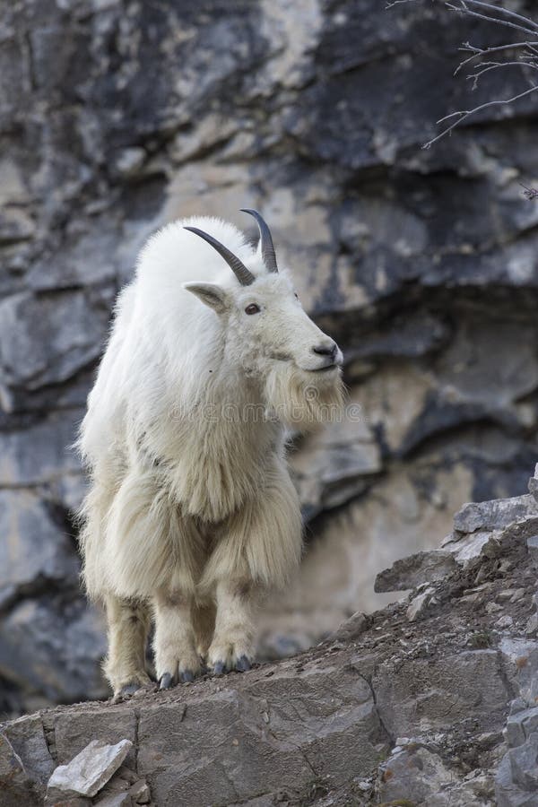 Mountain Goat on Rock Ledge Stock Image - Image of rocks, high: 96741225