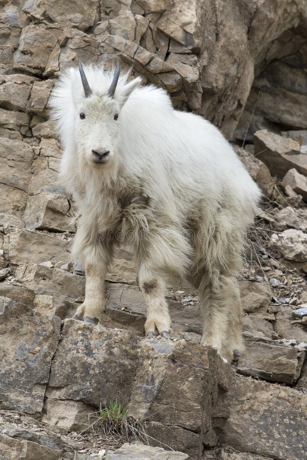 Mountain Goat on Rock Ledge Stock Photo - Image of conifer, rock: 96742714