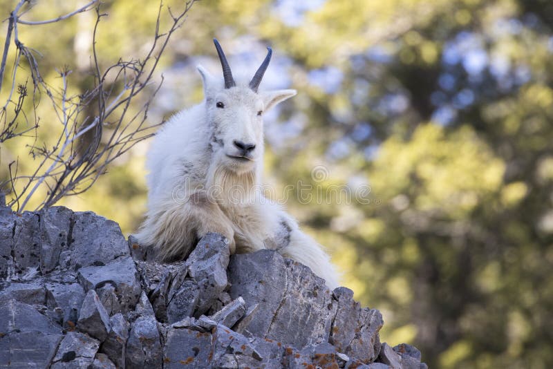 Green Ledge Goat Stock Photos - Free & Royalty-Free Stock Photos from ...