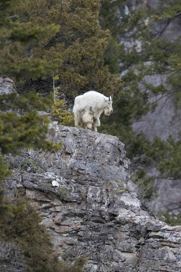 Rock ledge stock image. Image of cliff, geology, nture - 69602127