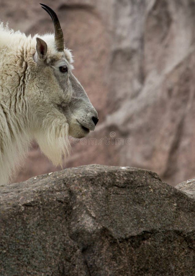 Mountain goat on the rock stock photo. Image of animal - 93734840