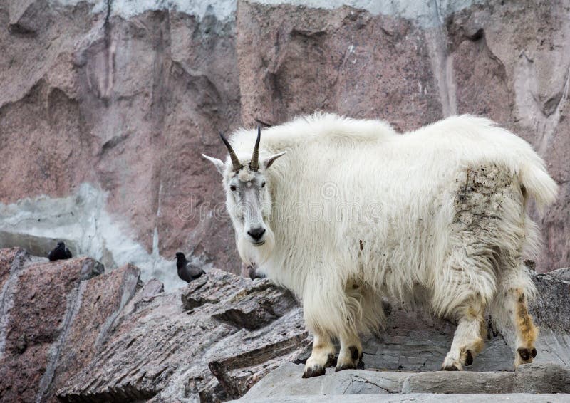 Mountain goat on the rock stock image. Image of animal - 93735129