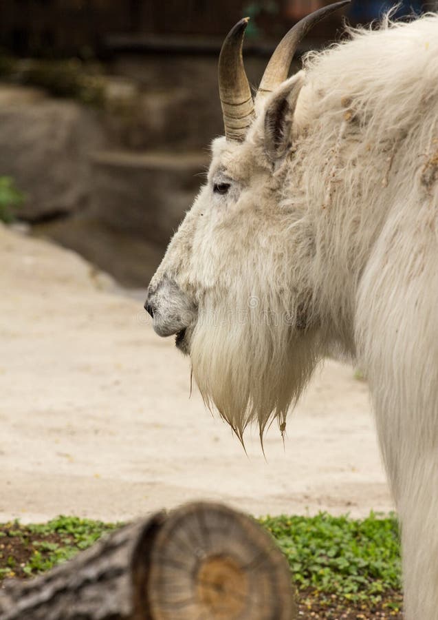 Mountain goat on the rock stock photo. Image of mammal - 93735476