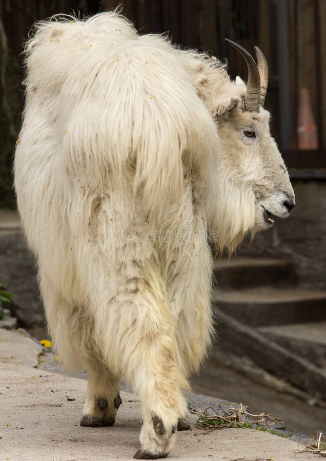 Mountain goat on the rock stock image. Image of hoofed - 93735545
