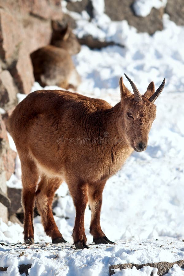 Mountain goat on the rocks stock image. Image of mammal - 47553035