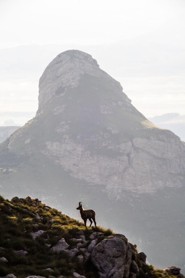 Mountain Goat on Rocky Ledge Stock Photo - Image of habitat, ledge ...