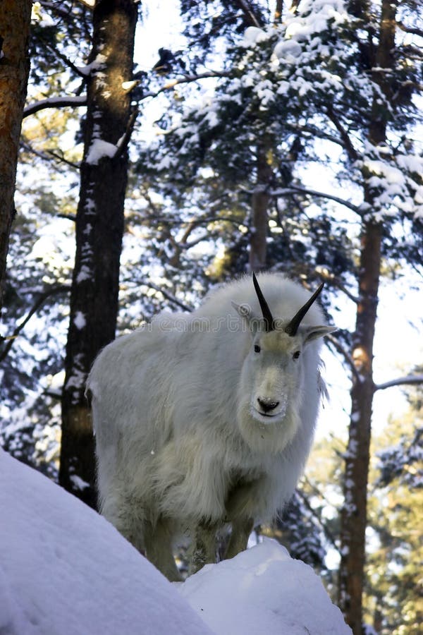 Mountain Goat on the Snowy Rock Stock Image - Image of montana, north ...