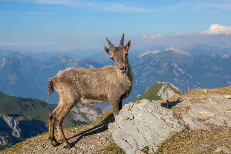 Mountain Goat Standing on the Edge of the Hill Stock Image - Image of ...