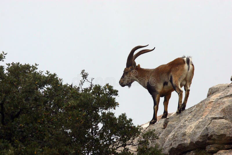 Mountain Goat Standing on the Rock during Daytime Stock Photo - Image ...