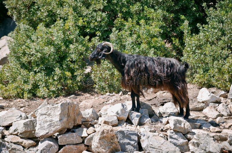 Mountain Goat Standing in the Sun on a Rock Stock Image - Image of ...