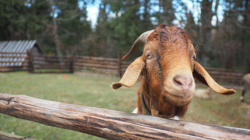 Mountain Goat in the Paddock Stock Image - Image of landscapes ...