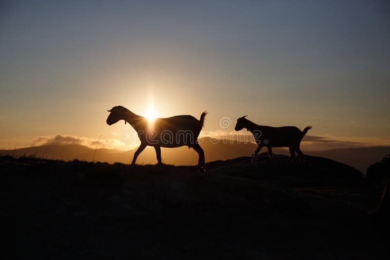 Mountain goat at sunrise stock photo. Image of morning - 74290232