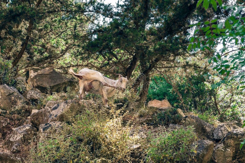 Mountain Goat Surrounded by Rocky Mountains Covered with Trees and ...