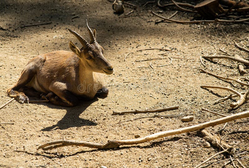 A Mountain Goat is Taking a Rest Stock Photo - Image of farm, animal ...