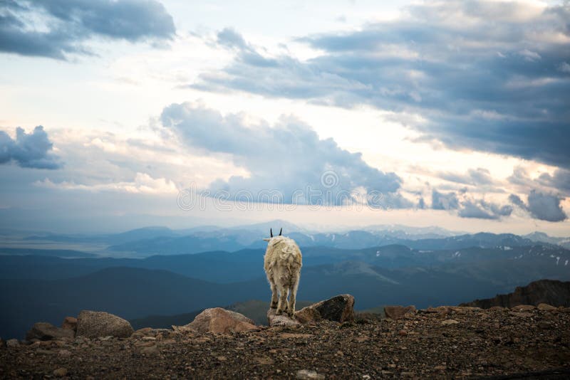 Mountain Goat on Top of the Hill with Beautiful View Stock Photo ...