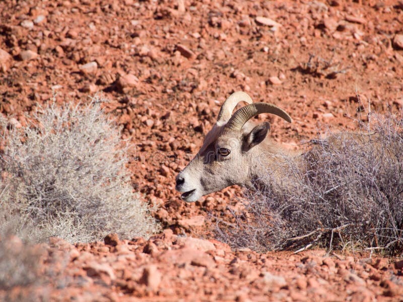 Mountain goat stock photo. Image of mountain, wildlife - 97566372