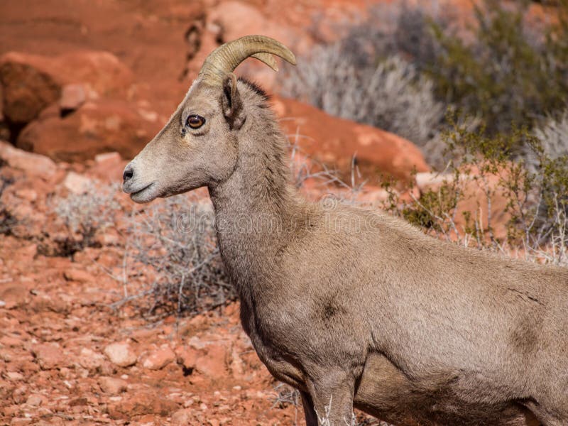Mountain goat stock photo. Image of wild, eyes, wilderness - 97566416