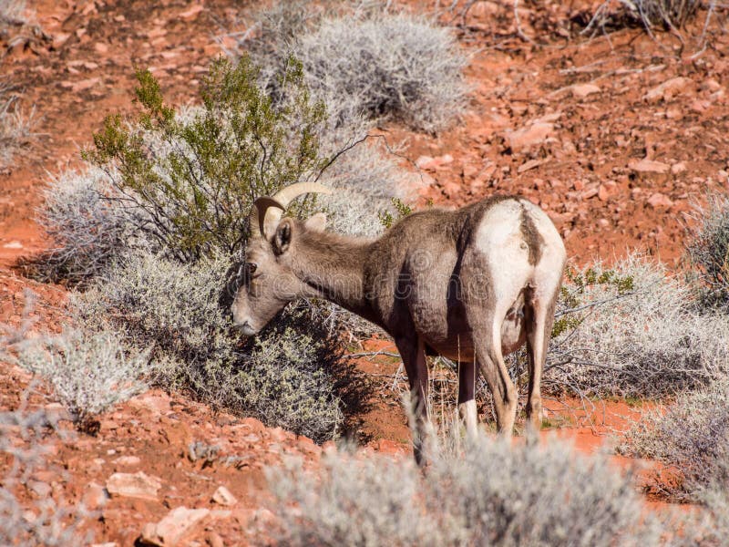 Mountain goat stock photo. Image of mountain, eyes, nevada - 97566454