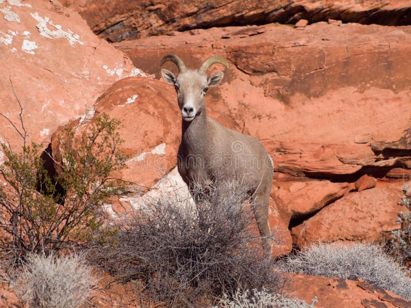 Mountain goat stock photo. Image of mammal, wildlife - 97636990