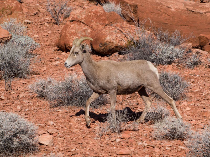Mountain goat stock image. Image of horned, fast, mountain - 97709221