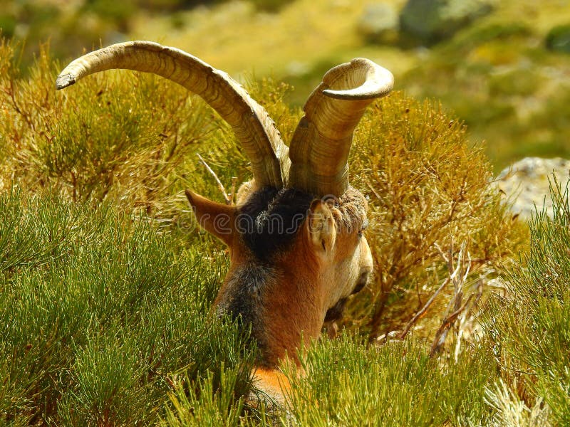 Goat - top view shot stock photo. Image of animals, gravel - 6411894