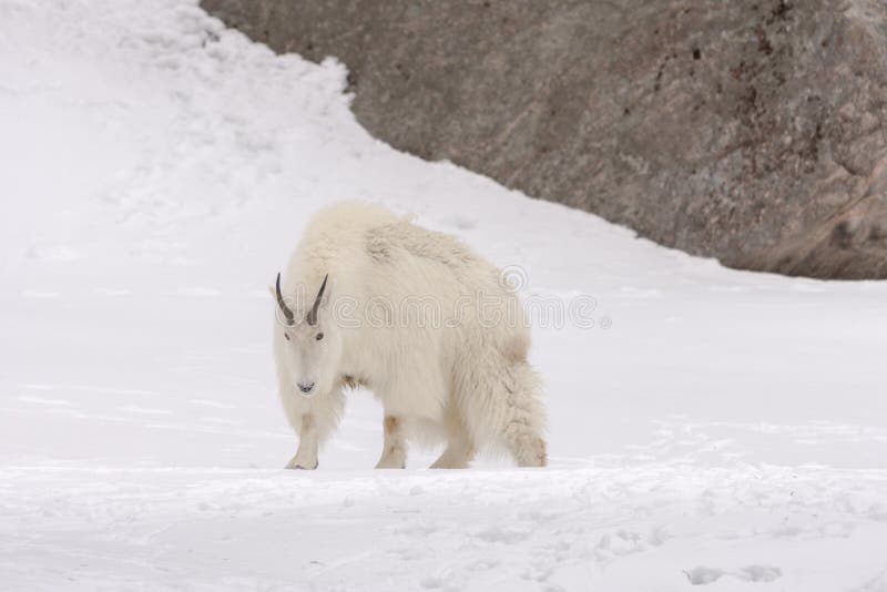 Mountain Goat Walking in the Snow Stock Photo - Image of mountain, prey ...
